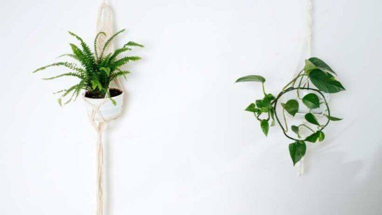 10 Indoor Gardening Niche Ideas with Less Competition - Web Work From ...